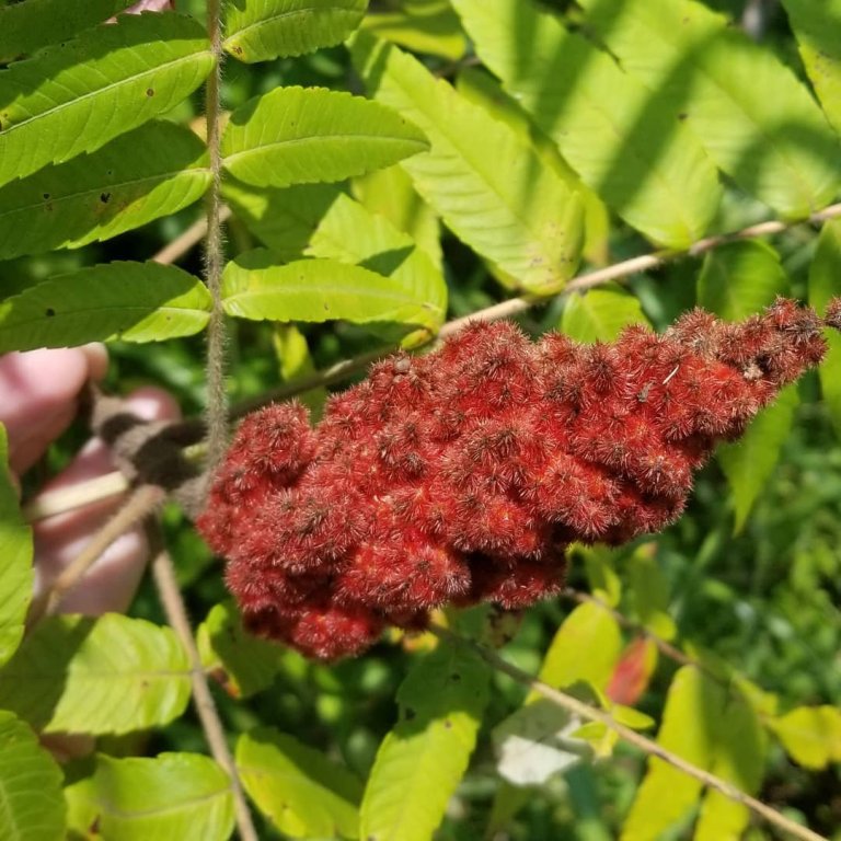 Southern Style Sumac Sweet “Tea”- Rhus typhina – NowIveSeenEverything