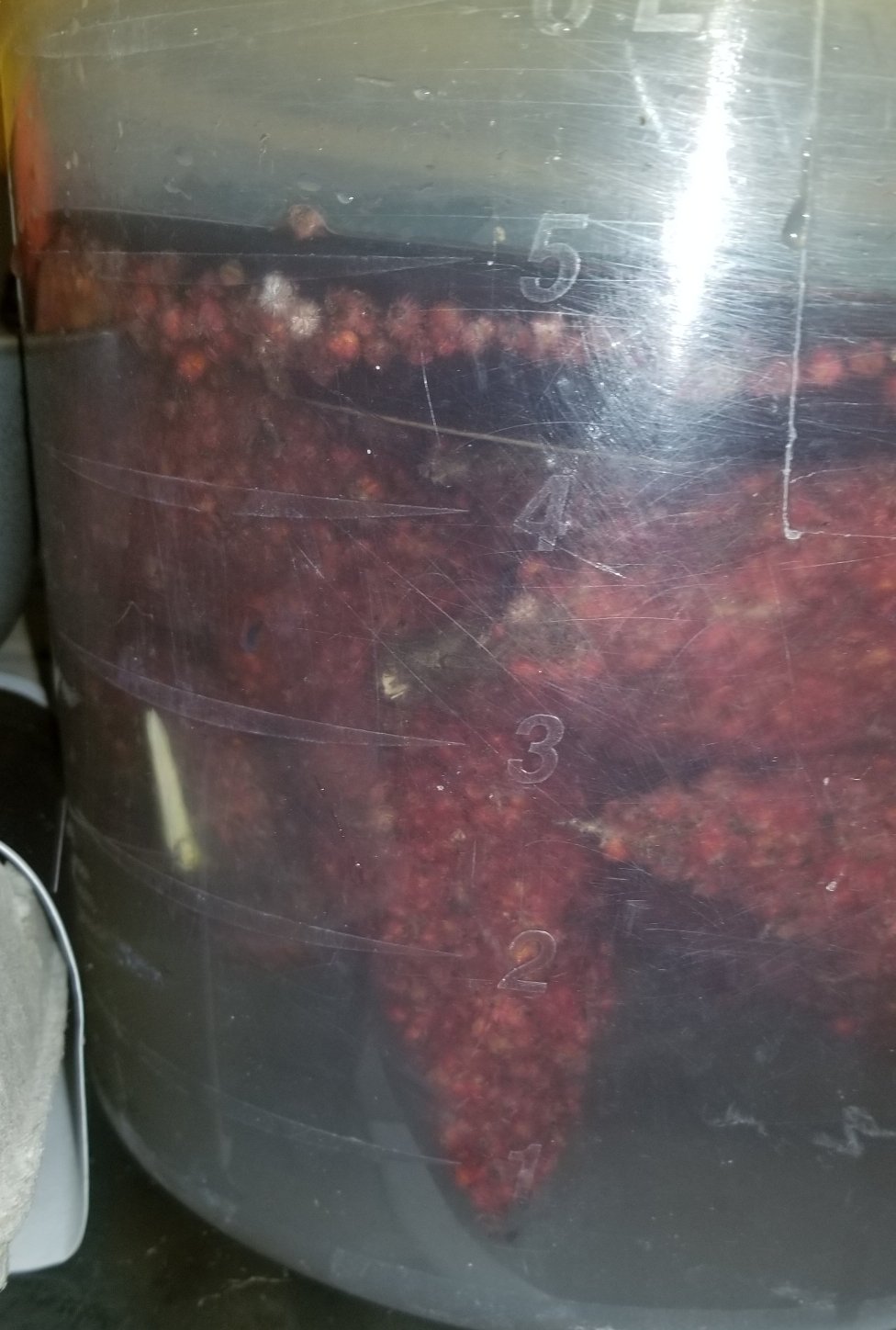 Sumac Lemonade- Rhus typhina, a late summer treat. – NowIveSeenEverything