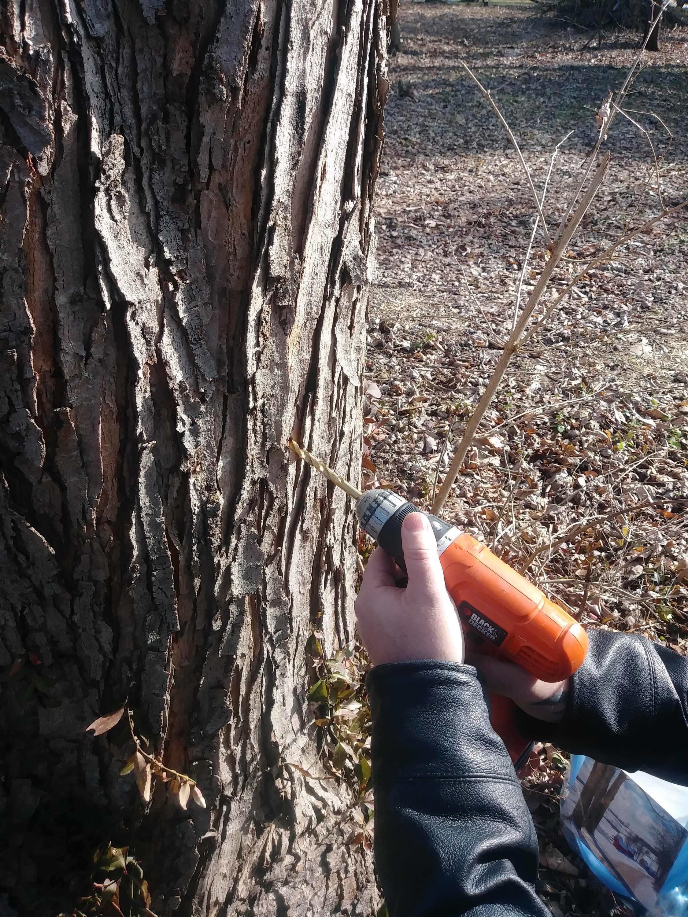 DIY Small Batch Maple Syrup – NowIveSeenEverything