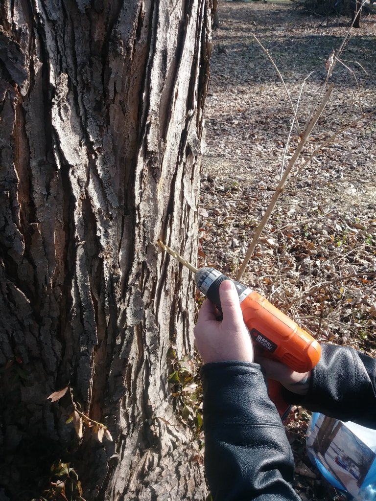 DIY Small Batch Maple Syrup – NowIveSeenEverything